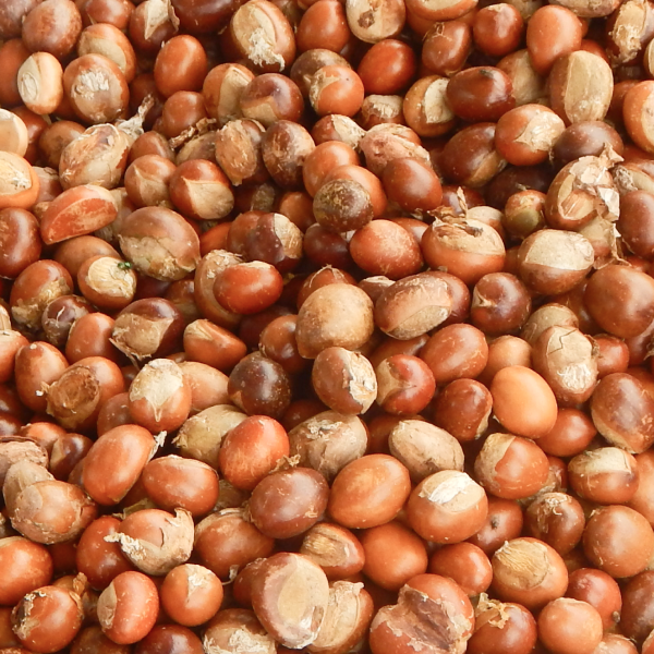 Giwaland Women Cooperative - Shea Market