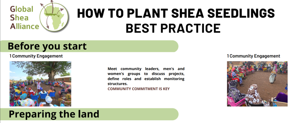 How to plant shea seedlings best pratrice - Shea Market