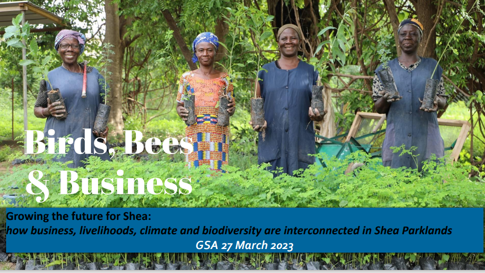 Growing the future for Shea: How Business, Livelihoods, Climate and ...